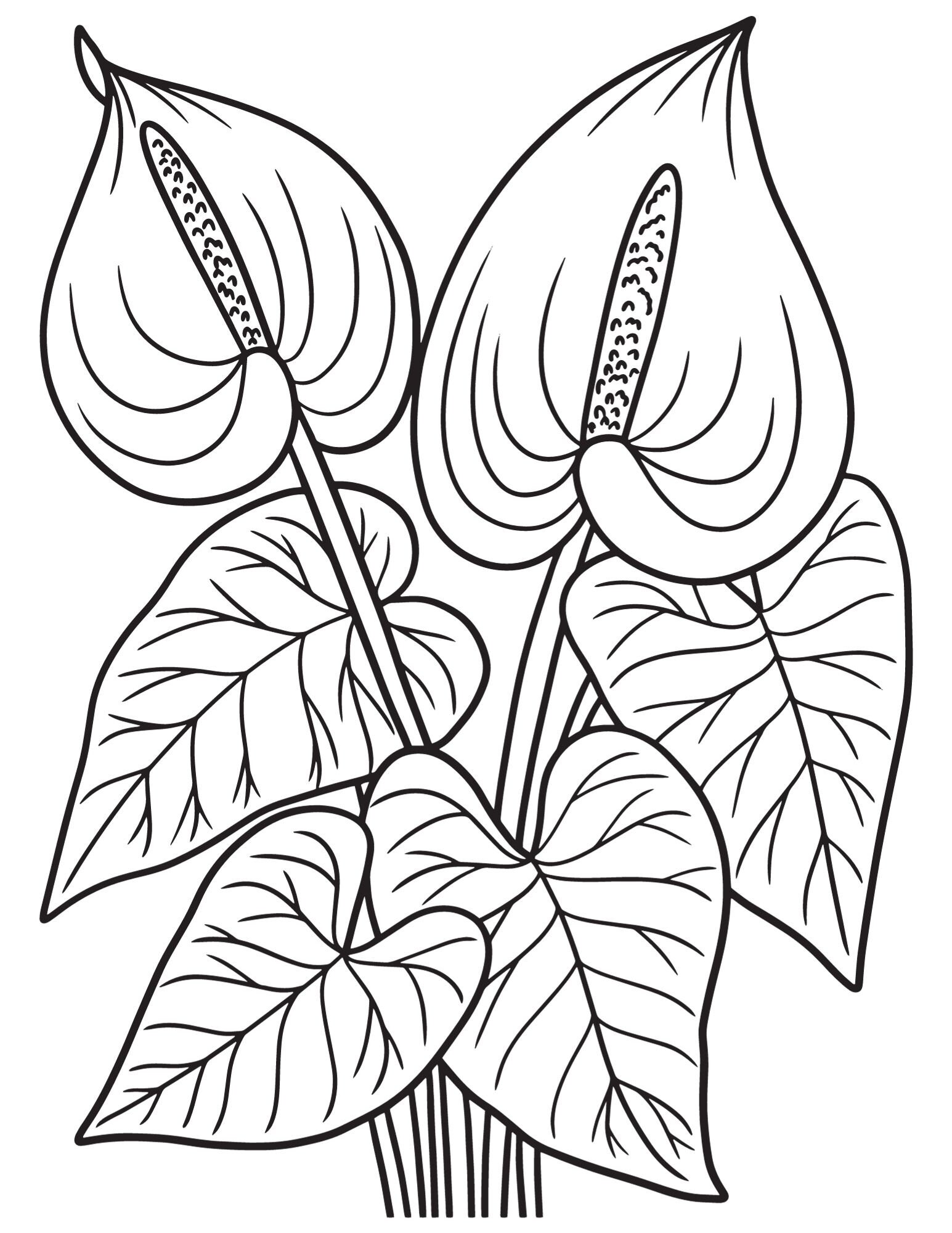 Coloring Book of Flowers - Etsy