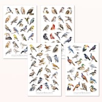 Chickadeez Nuts Sticker - Etsy