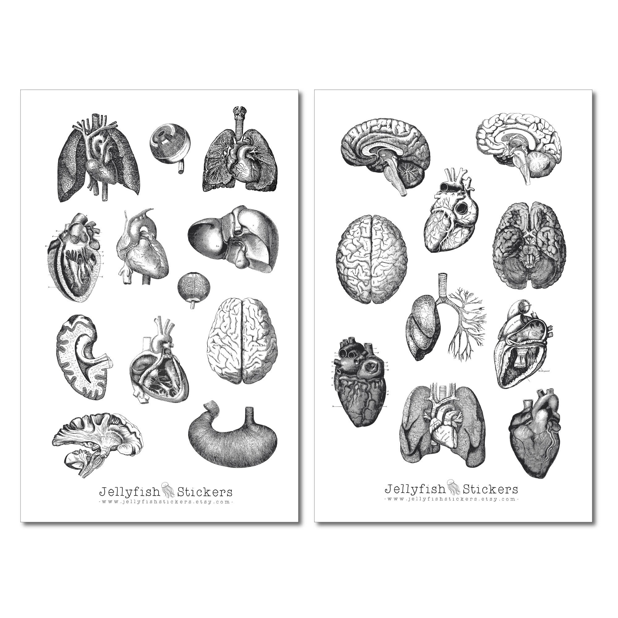 Vintage Anatomy Sticker Set - Body Stickers, Journal Stickers, Bone ...