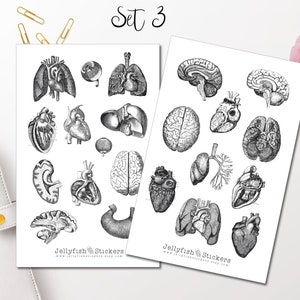 Vintage Anatomy Sticker Set Body Stickers, Journal Stickers, Bone ...