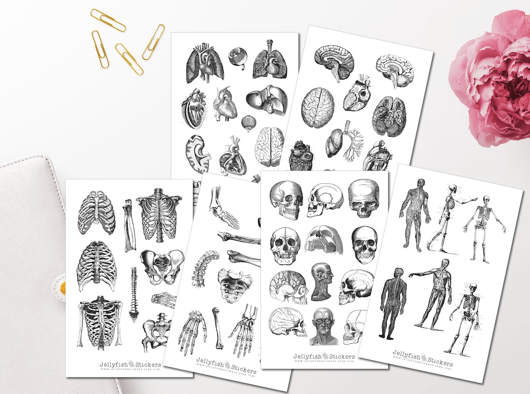 Vintage Anatomy Sticker Set Body Stickers, Journal Stickers, Bone ...