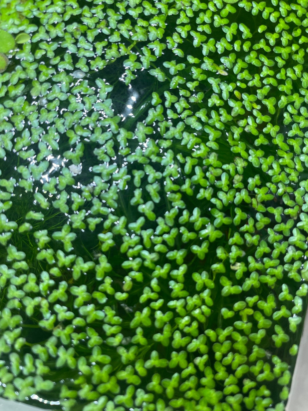 Lemna Minor Aka Small Duckweed 3 Scoops 1 Scoop is Shown in the 3rd ...