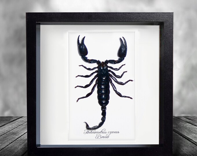 Insect taxidermy by InsectariumArt on Etsy