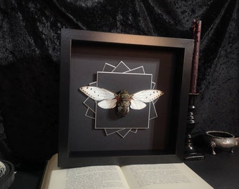 Empress Cicada - Etsy