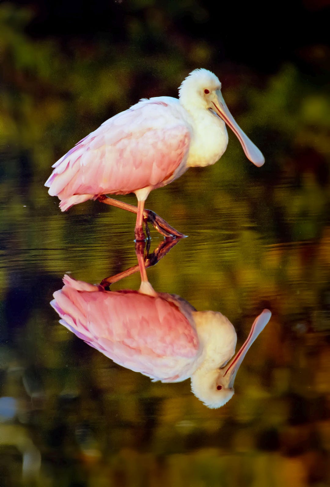 Roseate Spoonbill Reflection Photo Print, Bird Photo Poster, From Bcpix ...