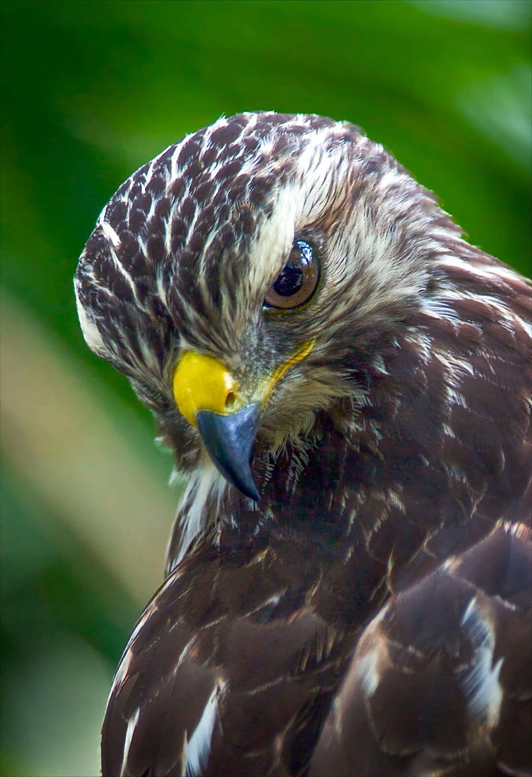 Bird Poster, "hawkeye". Portrait of a Red-shouldered Hawk in Florida ...