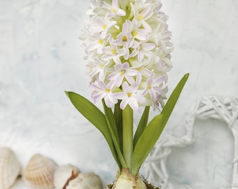 Hyacinth arrangement | Etsy