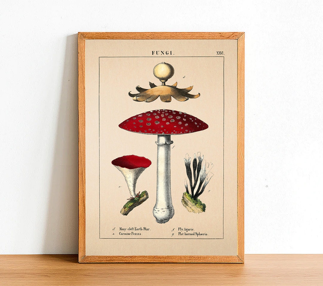 Vintage Red Mushroom Print, Antique Botanical Posters, Flower Prints ...