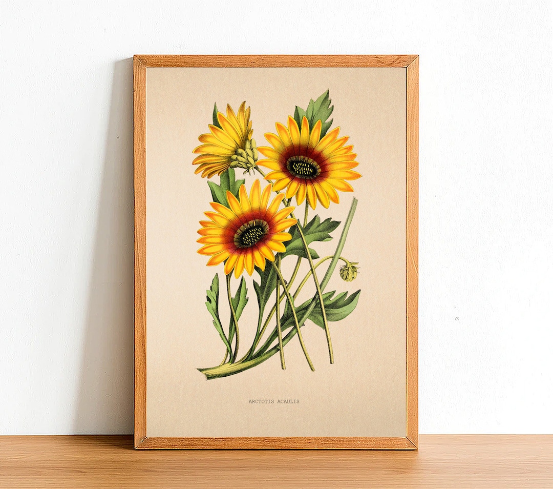 Vintage Daisy Flower Print, Antique Flower Posters, Botanical Prints ...