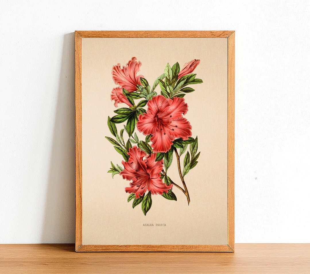 Vintage Azalea Indica Flower Print, Antique Flower Posters, Botanical ...