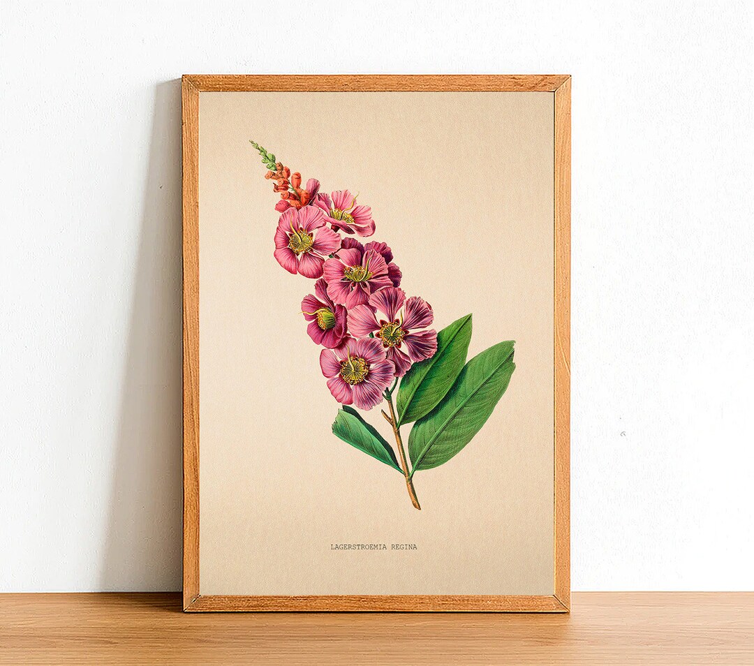 Vintage Lagerstroemia Regina Flower Print, Antique Flower Posters ...