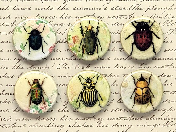 Vintage Style Beetles 1 Magnet or Pin Back Button Set | Etsy