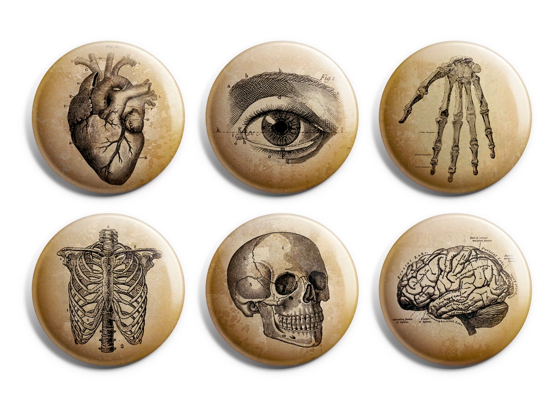Anatomy Magnet Sets 1 & 1.5 Inch Kitchen Magnets Gift Tin - Etsy