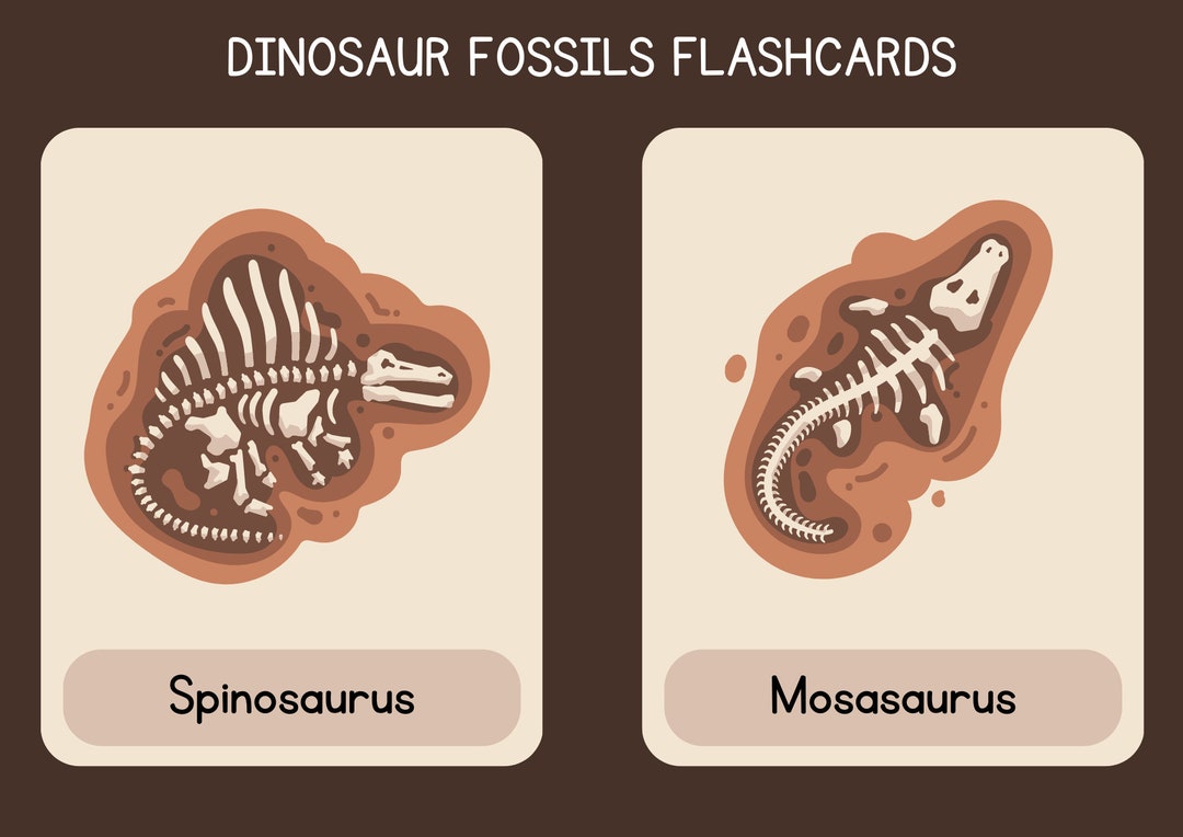 Fossil/dino Flashcards - Etsy