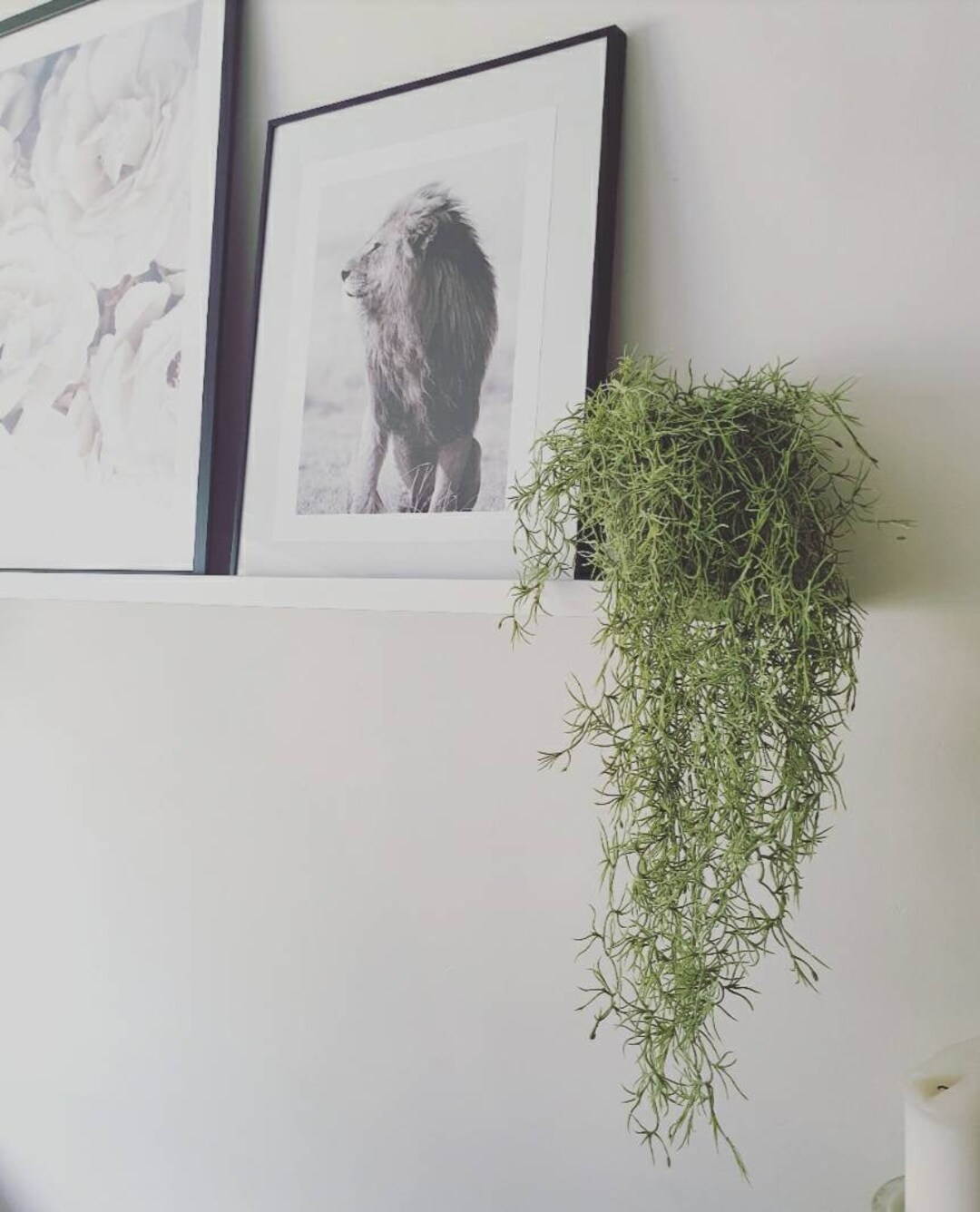Trailing Tilandsia spanish Moss - Etsy