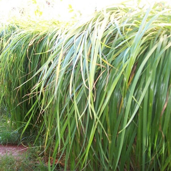 Sweetgrass - Etsy