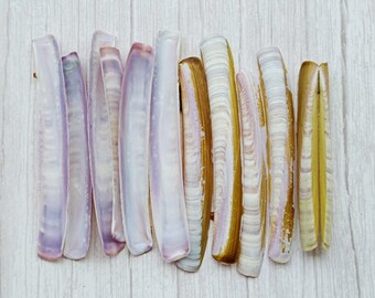 Razor Clam Shells | Etsy