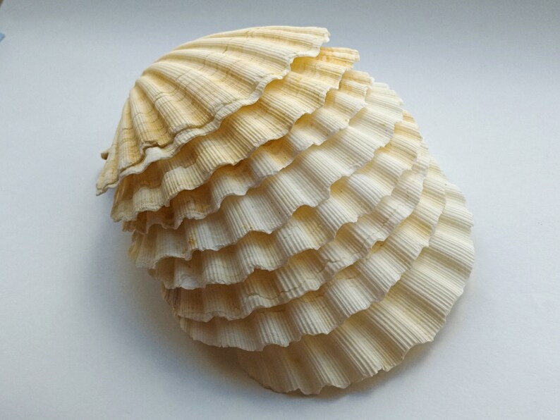 BULK Large Scallop Shells Irish Baking scallop shells Beach | Etsy