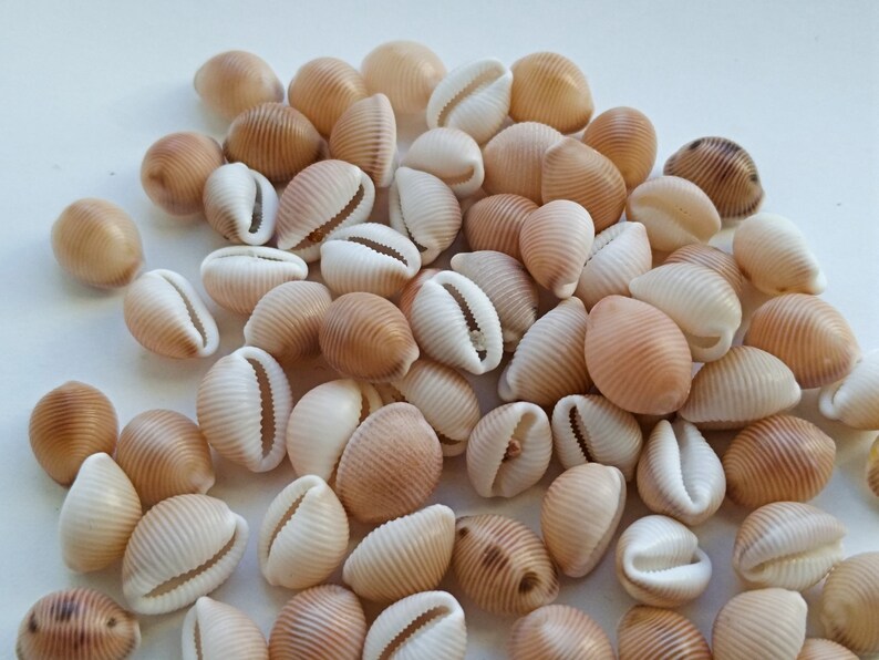 30 Pink European Cowries Rare Cowrie Shells European Spotted Etsy