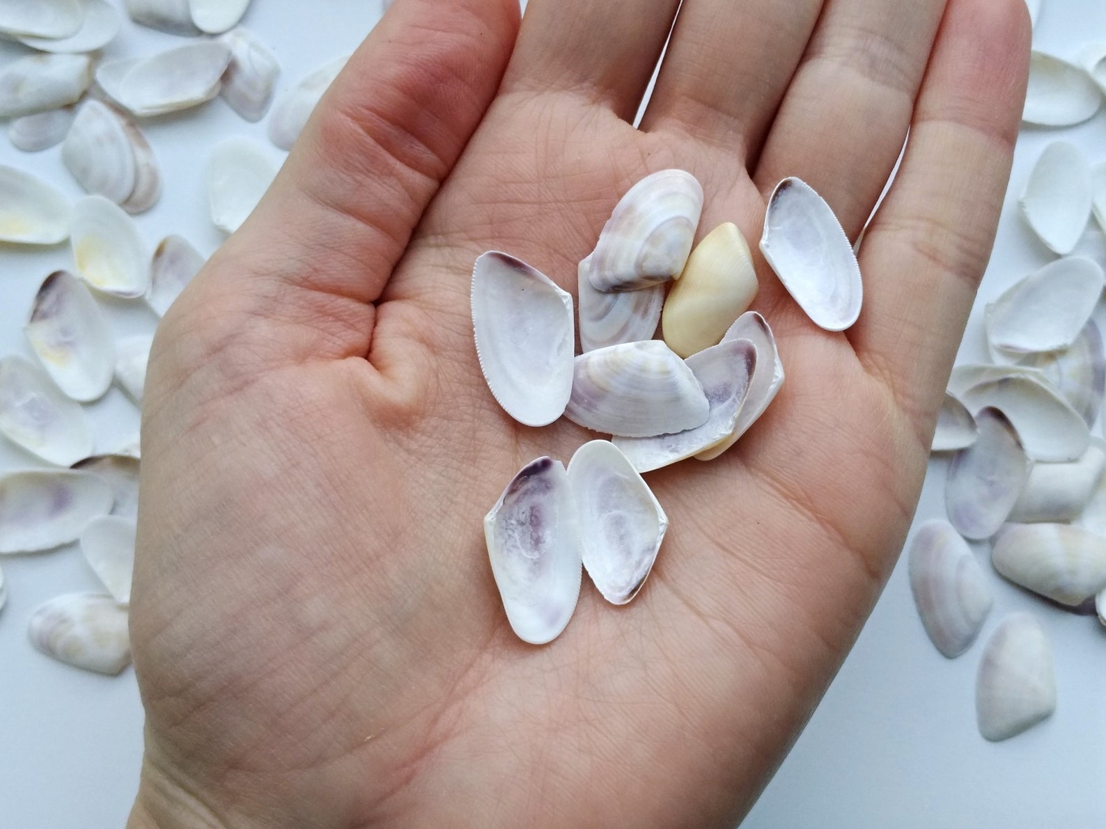 BULK white Donax shells Coquina seashells for crafts | Etsy BULK white Donax shells Coquina seashells for crafts | Etsy
