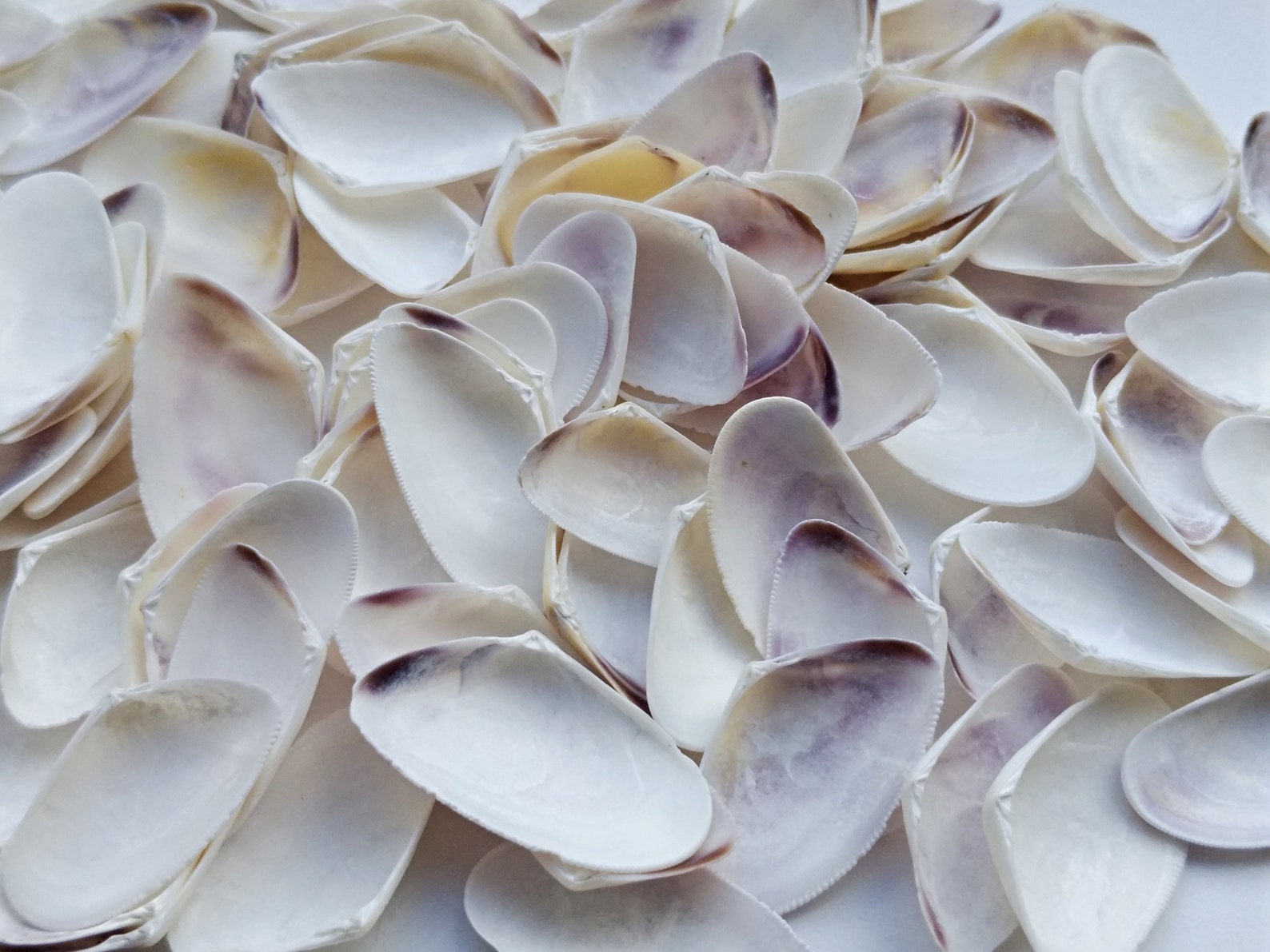 BULK white Donax shells Coquina seashells for crafts | Etsy BULK white Donax shells Coquina seashells for crafts | Etsy