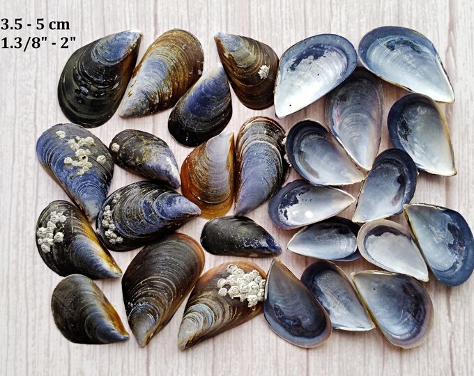 30 L Blue Mussel Shells for Crafts, Blue and Black Mussels for Beach ...
