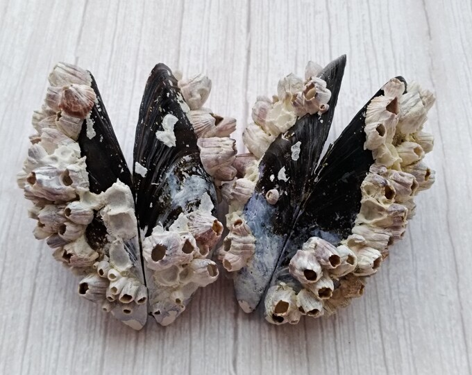 Hinged Mussel Shell With Barnacle Clusters, Blue Mussels for Wedding ...