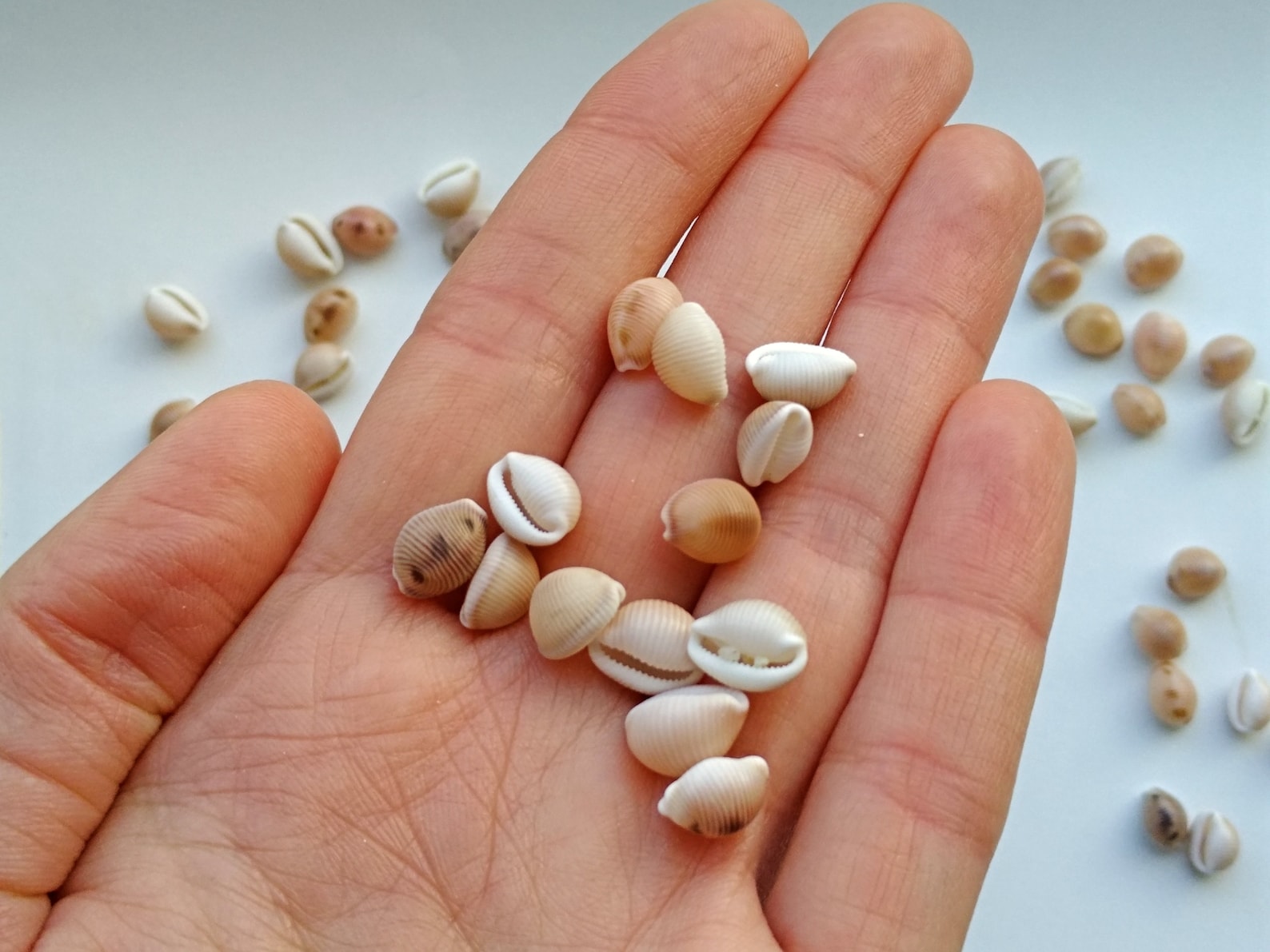 30 pink European cowries rare cowrie shells European spotted | Etsy