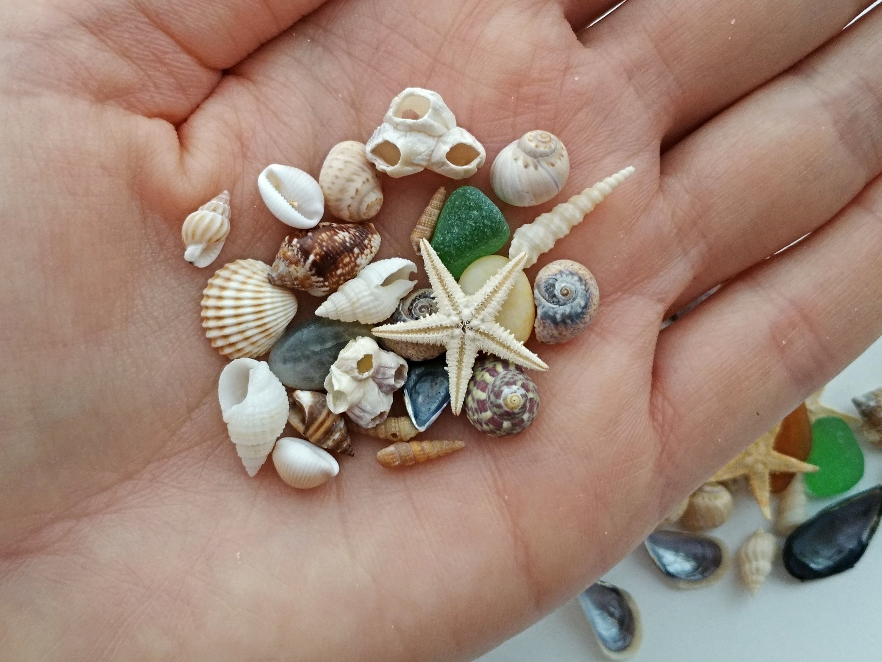 Resin Shells Craft Kit Tiny Seashells Beach Sand Epoxy | Etsy