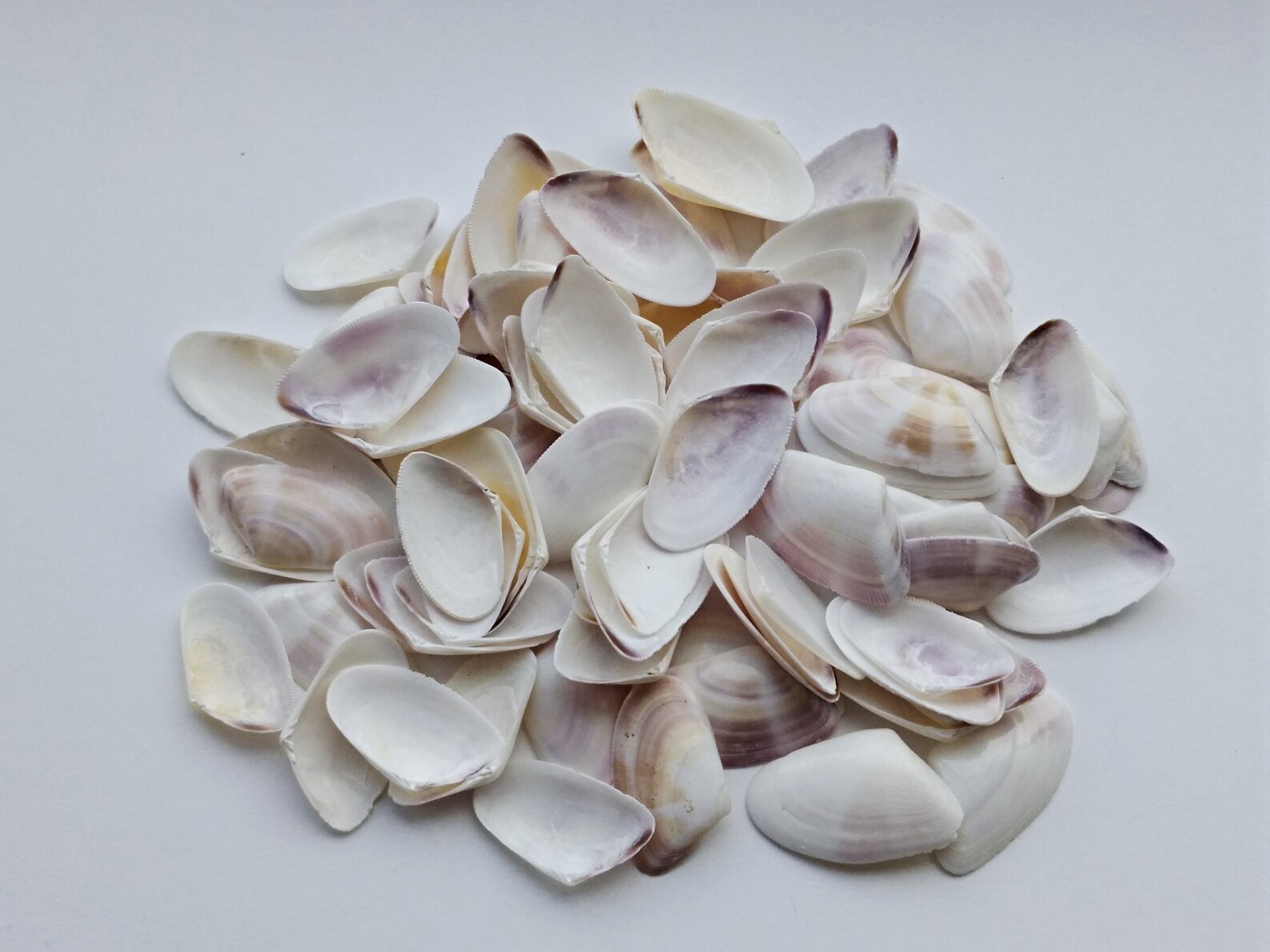 BULK white Donax shells Coquina seashells for crafts | Etsy BULK white Donax shells Coquina seashells for crafts | Etsy