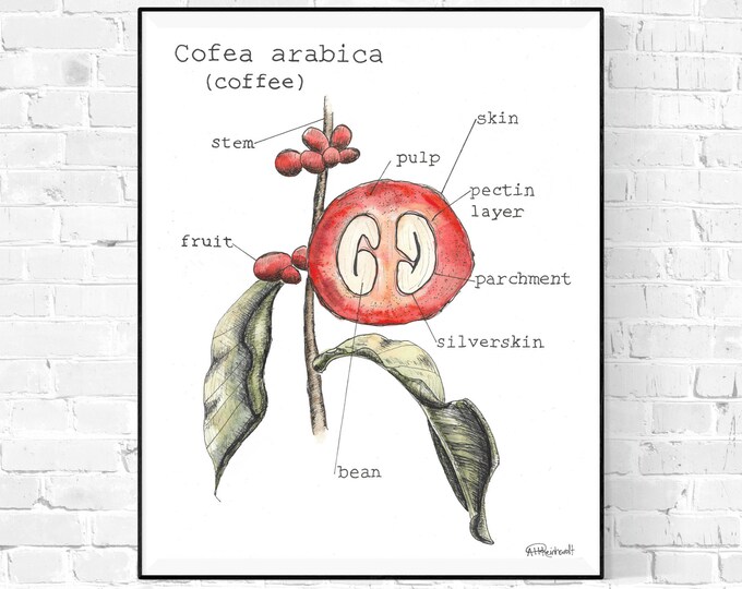 Coffee Anatomy Digital Print Digital Art Print 8x10 Coffee Biology ...