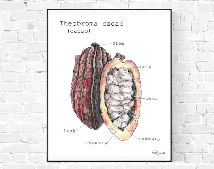 Cacao Anatomy Digital Print Chocolate Art Digital Art Print 8x10 Cacao ...