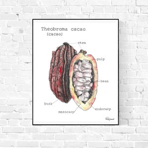 Cacao Anatomy Digital Print - Chocolate Art - Digital Art Print - 8x10 ...