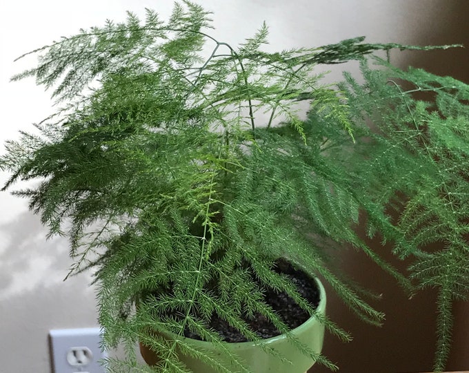 Asparagus Fern (plumosa) - Easy to Grow Houseplant - Etsy