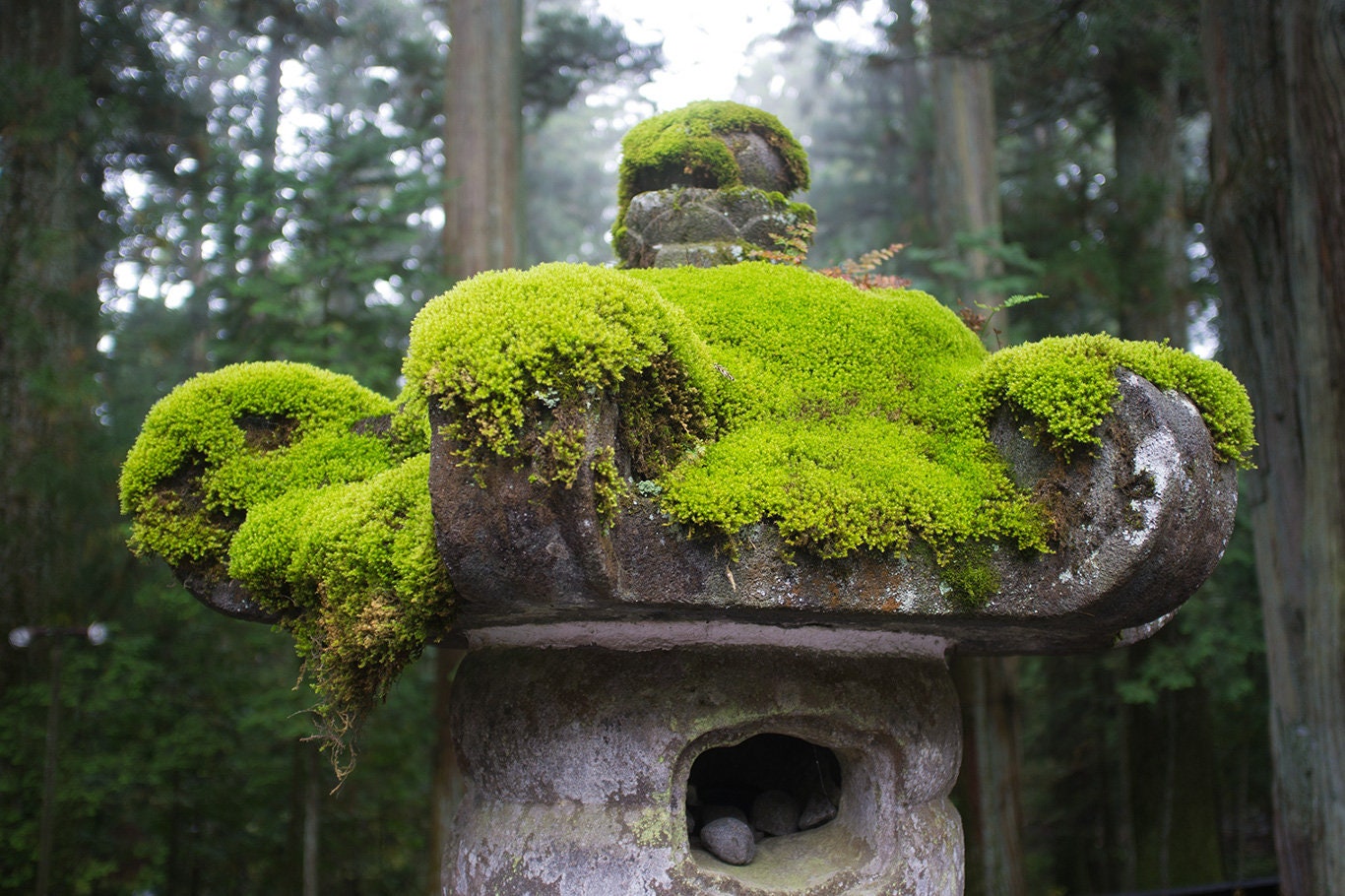 Moss Crete - Naturalistic Stone Cement Blend for Growing Moss on ...
