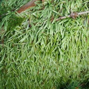 Live Moss - Waved Silk-moss/wavy-leaved Cotton Moss (plagiothecium ...