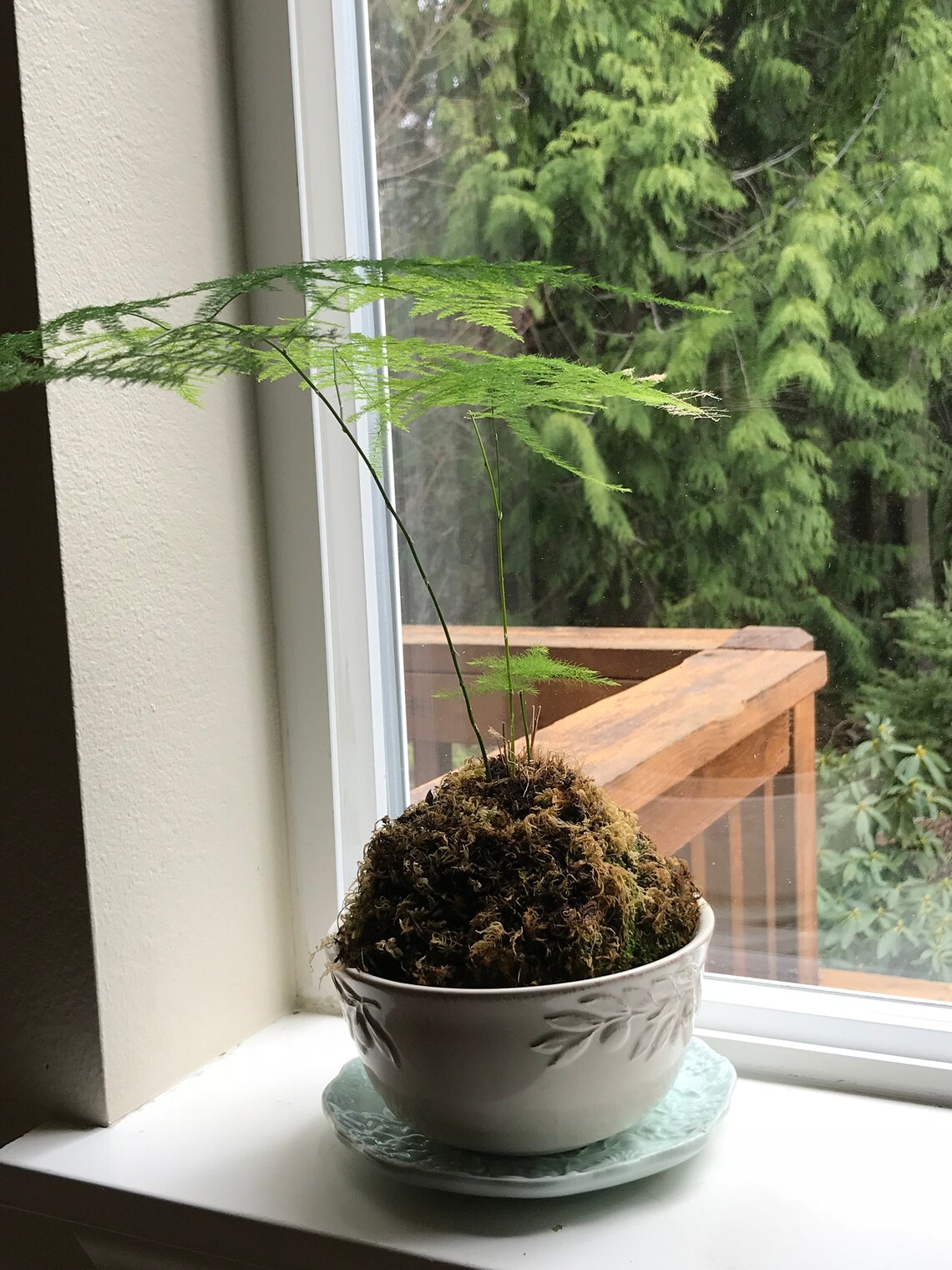 Asparagus Fern plumosa Easy to Grow Houseplant - Etsy