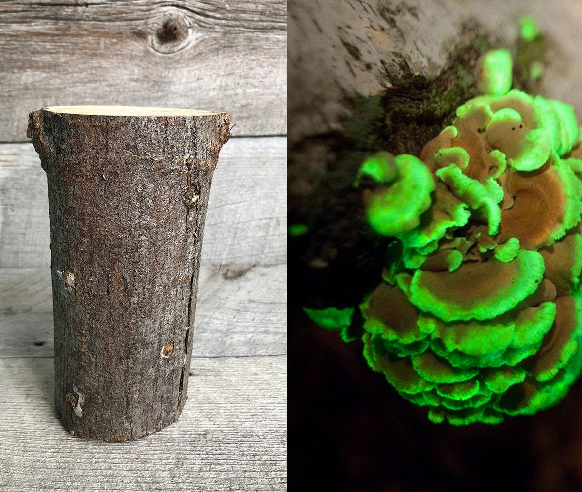 Glow in the Dark Mushroom Panellus Stipticus Bioluminescent Habitat Log ...
