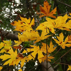15 Bigleaf Maple Seeds (acer Macrophyllum) - Etsy
