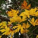 15 Bigleaf Maple Seeds acer Macrophyllum - Etsy