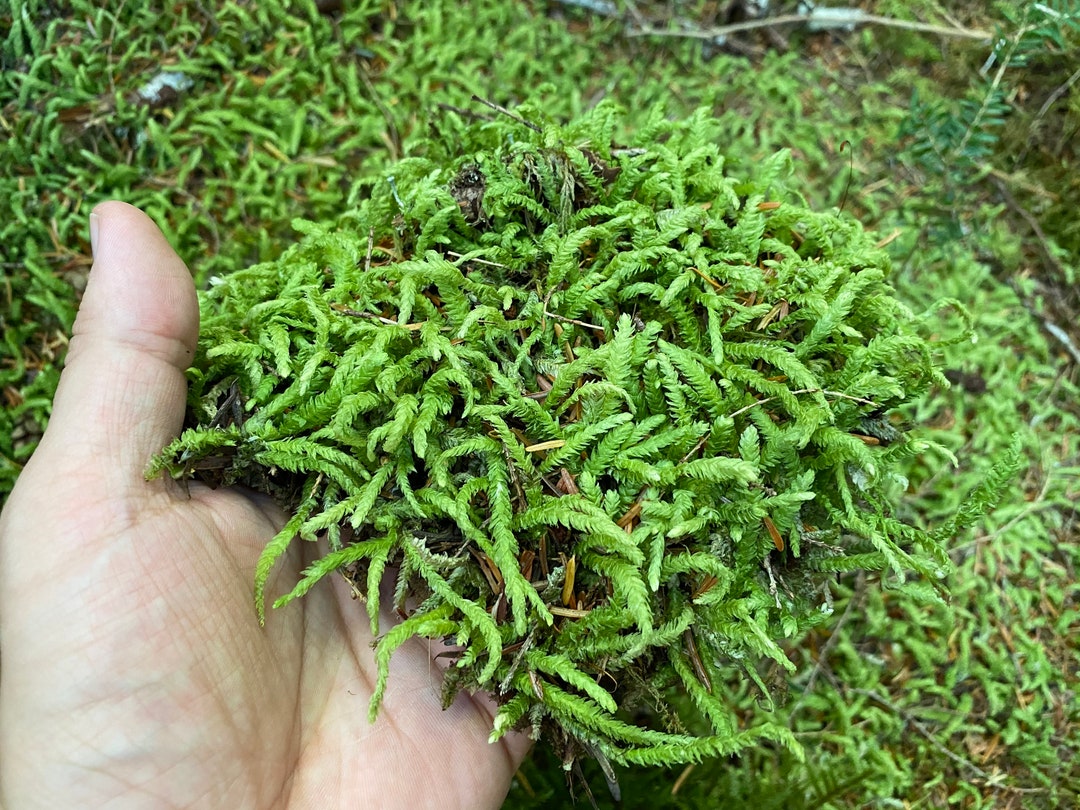 Live Moss - Waved Silk-moss/wavy-leaved Cotton Moss (plagiothecium ...