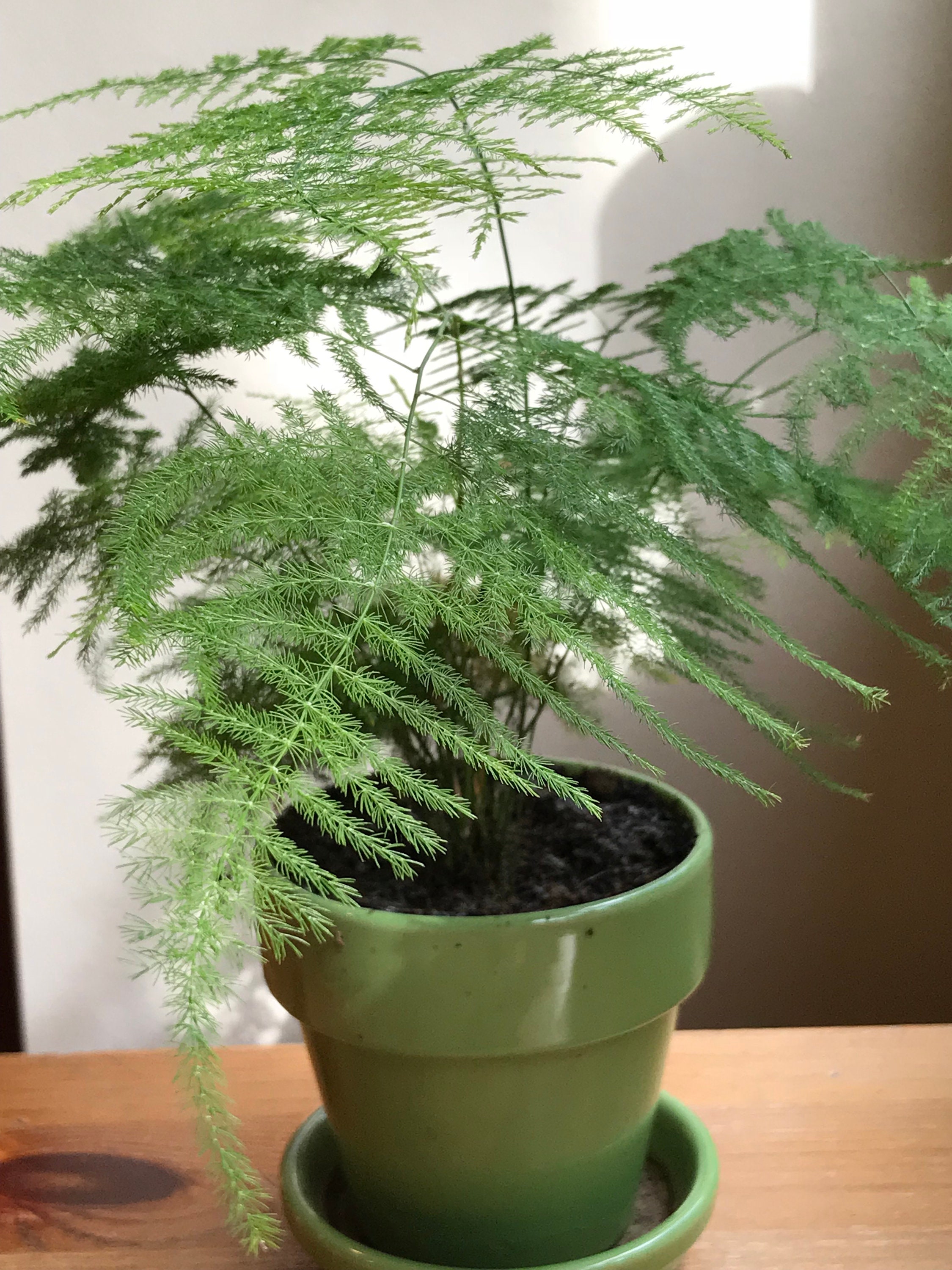 Asparagus Fern plumosa Easy to Grow Houseplant - Etsy
