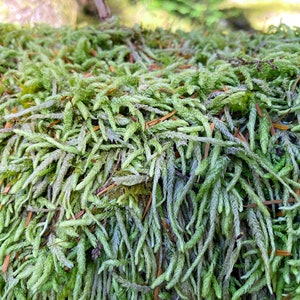 Live Moss - Waved Silk-moss/wavy-leaved Cotton Moss (plagiothecium ...