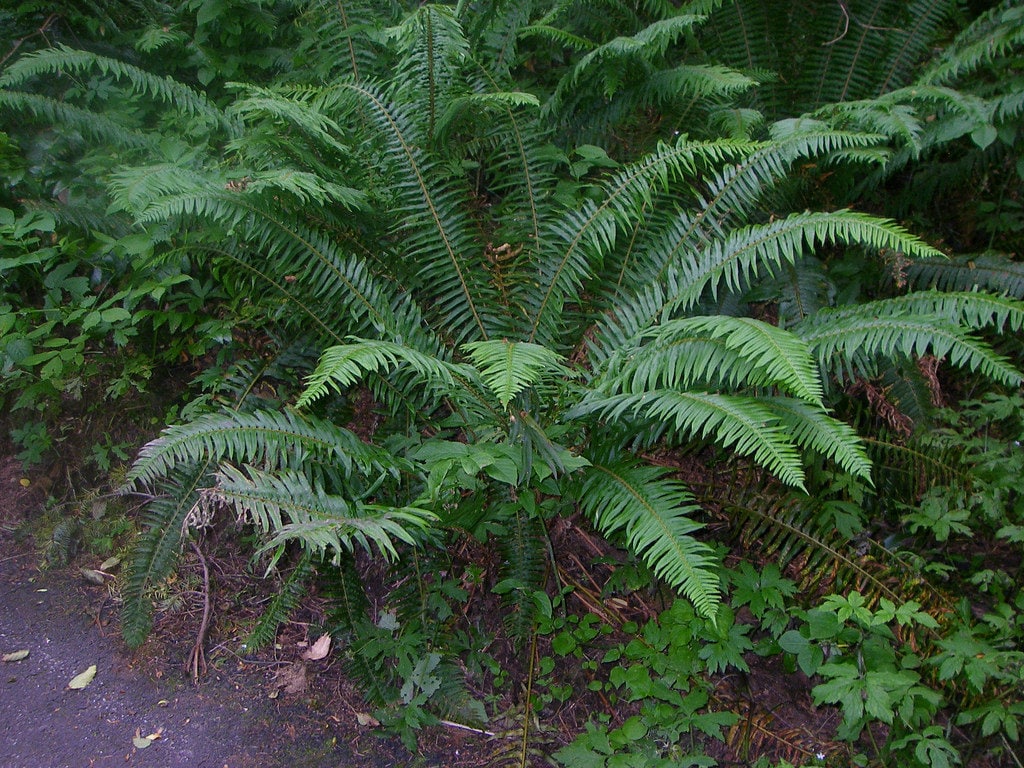 Western Sword Fern (polystichum Munitum) Mature Fully Grown Plant - Etsy