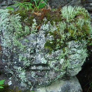 Moss Crete - Naturalistic Stone Cement Blend for Growing Moss on ...