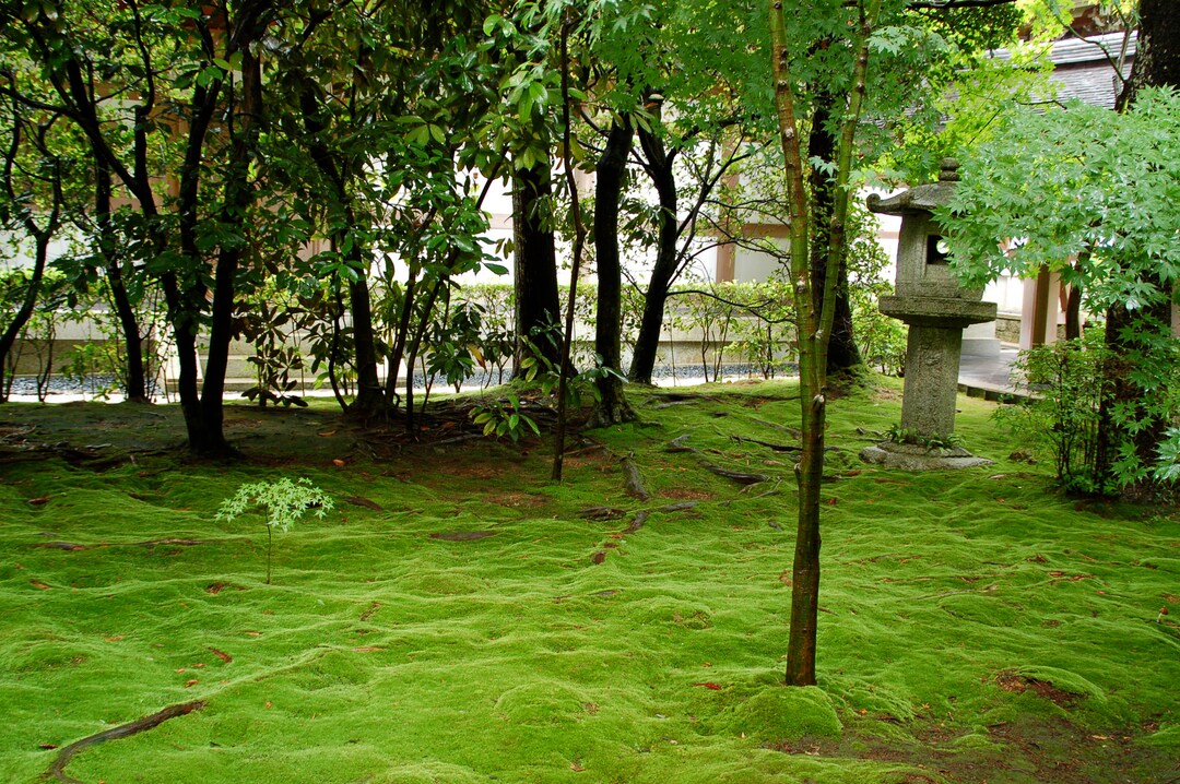 Premium Soil for Growing Moss – Moss Gardens & Terrariums - Etsy