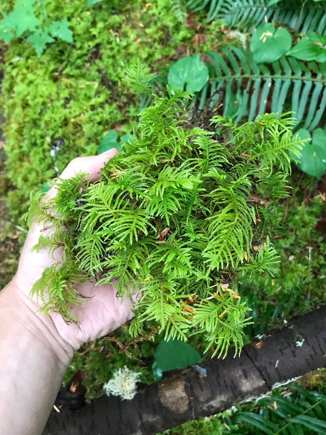Live Fern Moss for Terrariums Vivariums Moss Gardens - Etsy