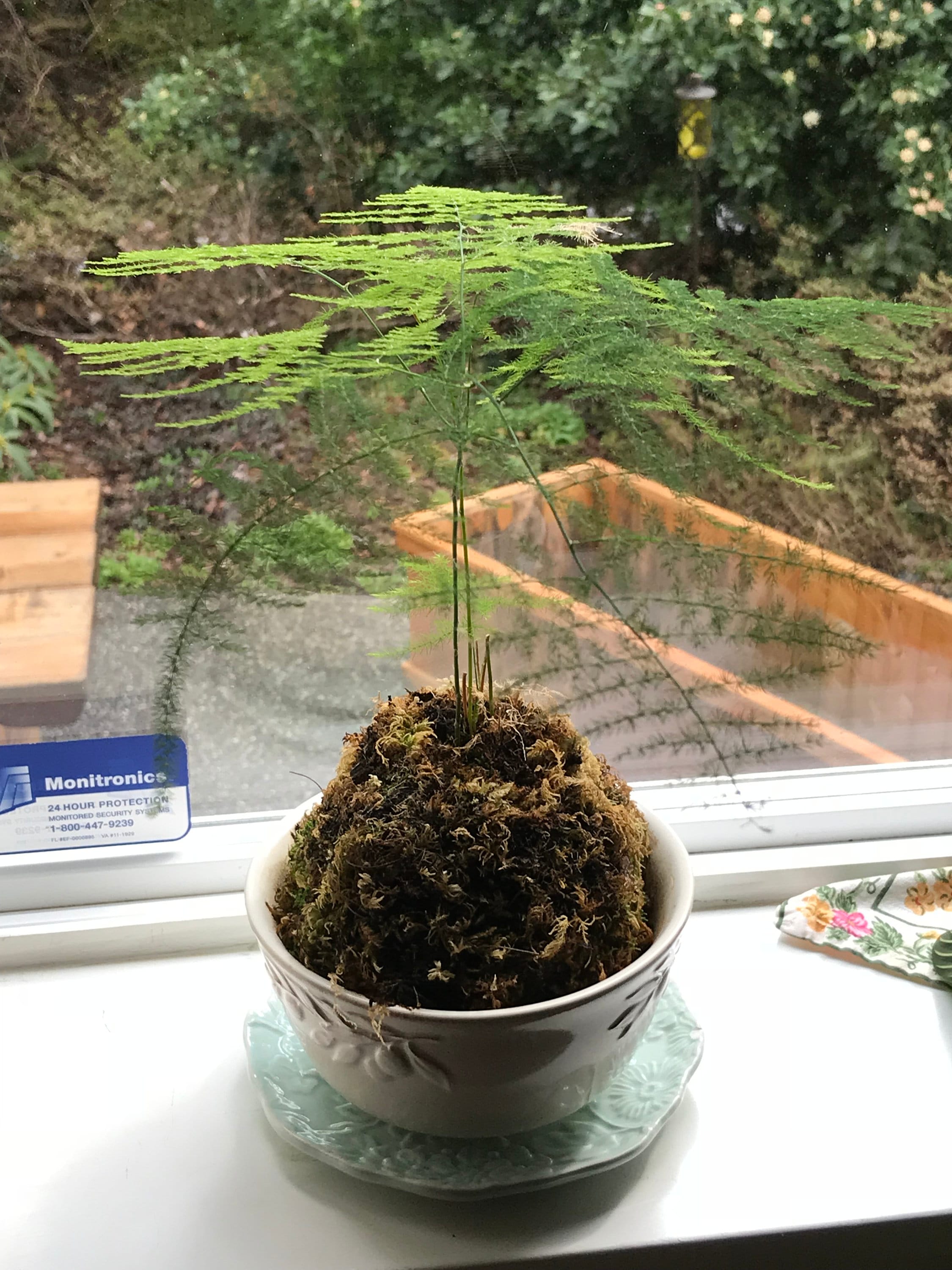 Asparagus Fern plumosa Easy to Grow Houseplant - Etsy