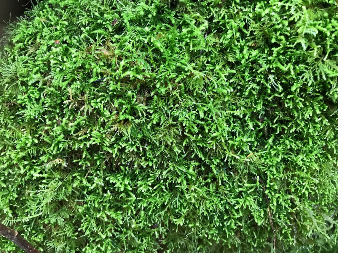 Live Sheet Moss for Terrariums Vivariums Moss Gardens - Etsy