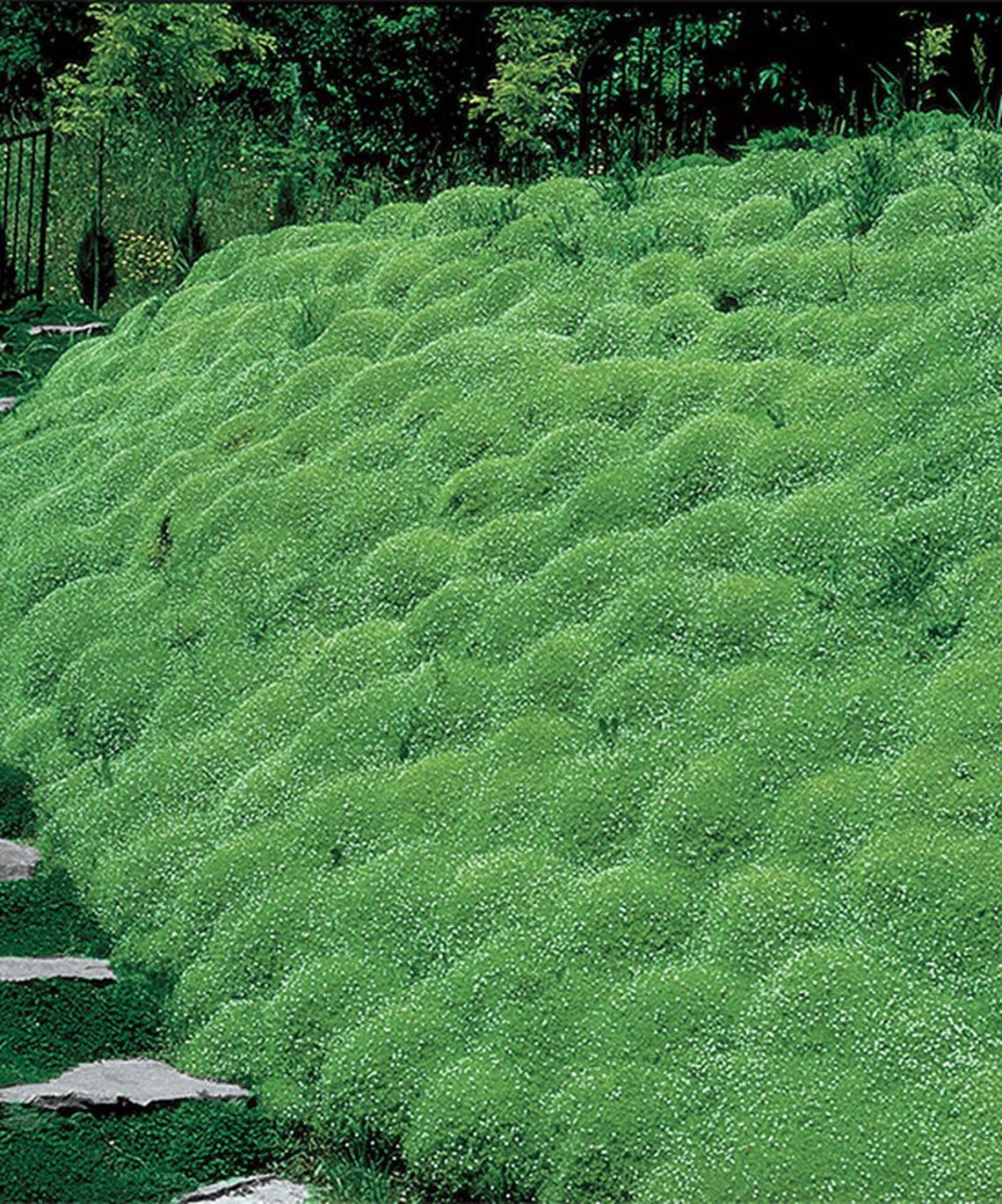 Irish Moss sagina Subulata Low-growing Evergreen Groundcover - Etsy